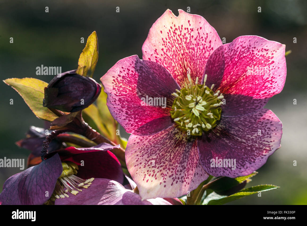 Lenten rose hellebore hi-res stock photography and images - Alamy