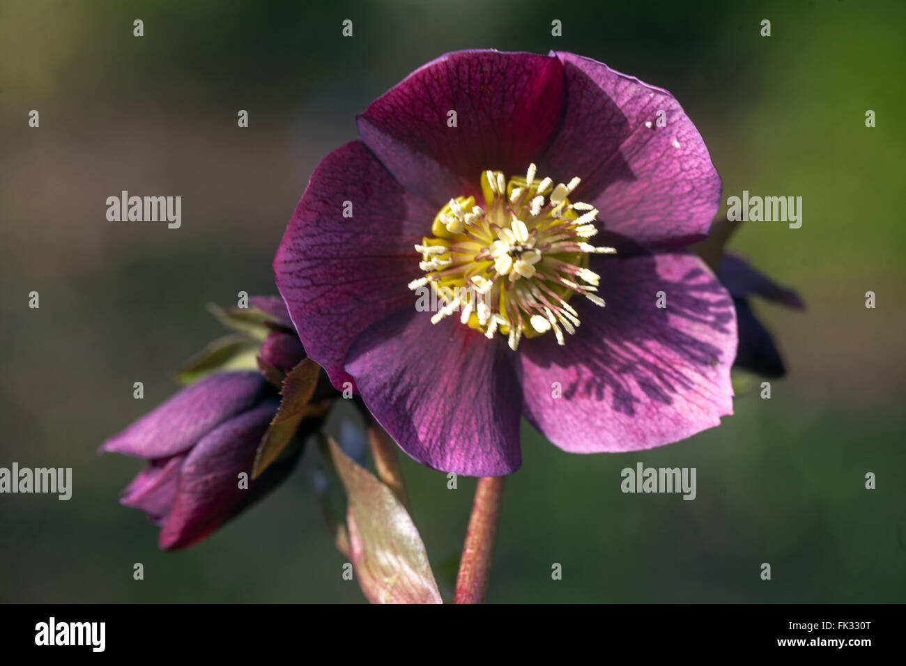 Lenten rose hi-res stock photography and images - Alamy