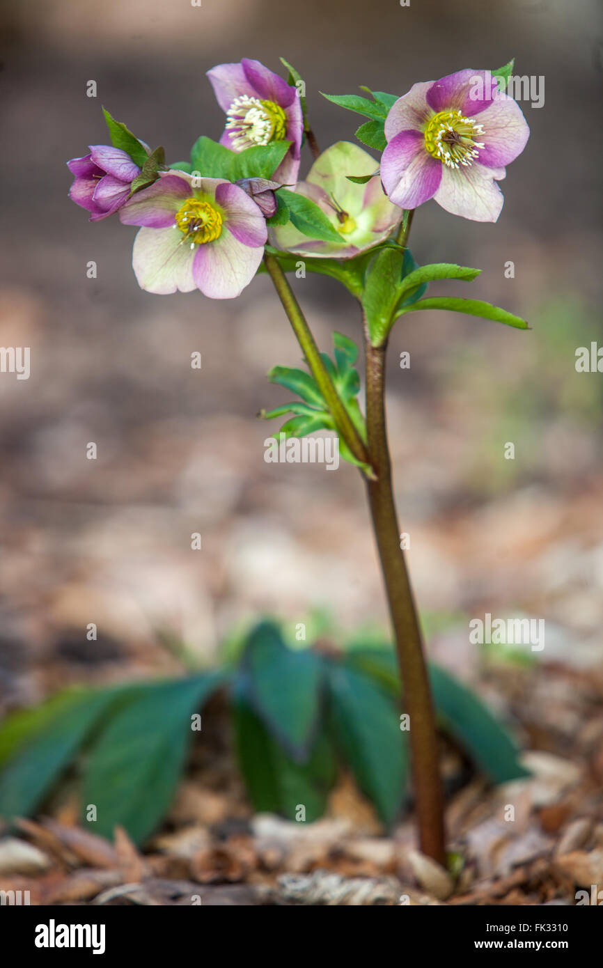 Lenten rose, Hellebore, Helleborus Christmas Rose Hellebores Stock ...