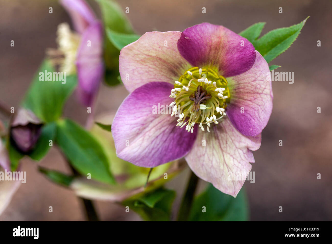 Pink purple flowers of spring lenten rose hi-res stock photography and ...