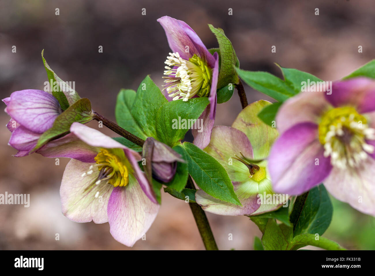 Hellebore winter in garden flowering helleborus in bloom hi-res stock ...
