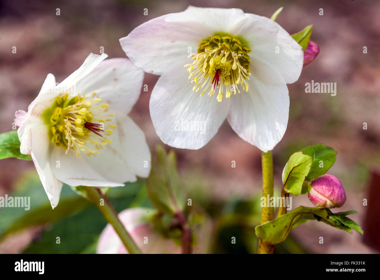 Helleborus niger winter Lenten rose, Black Hellebore, Christmas rose ...