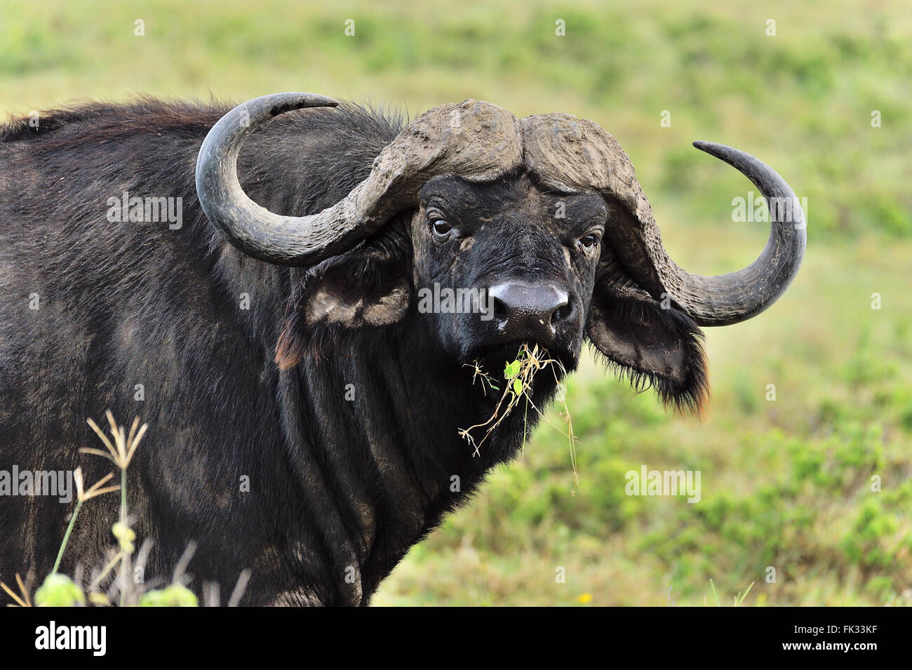 Buffalo face hi-res stock photography and images - Alamy