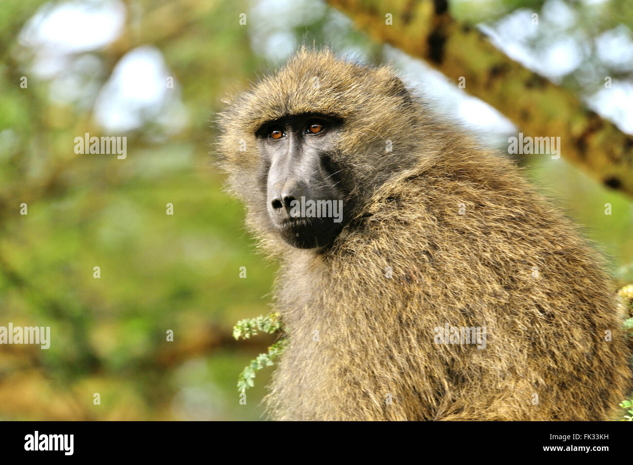 Olive Baboon, Papio anubis, looks satisfied Stock Photo - Alamy