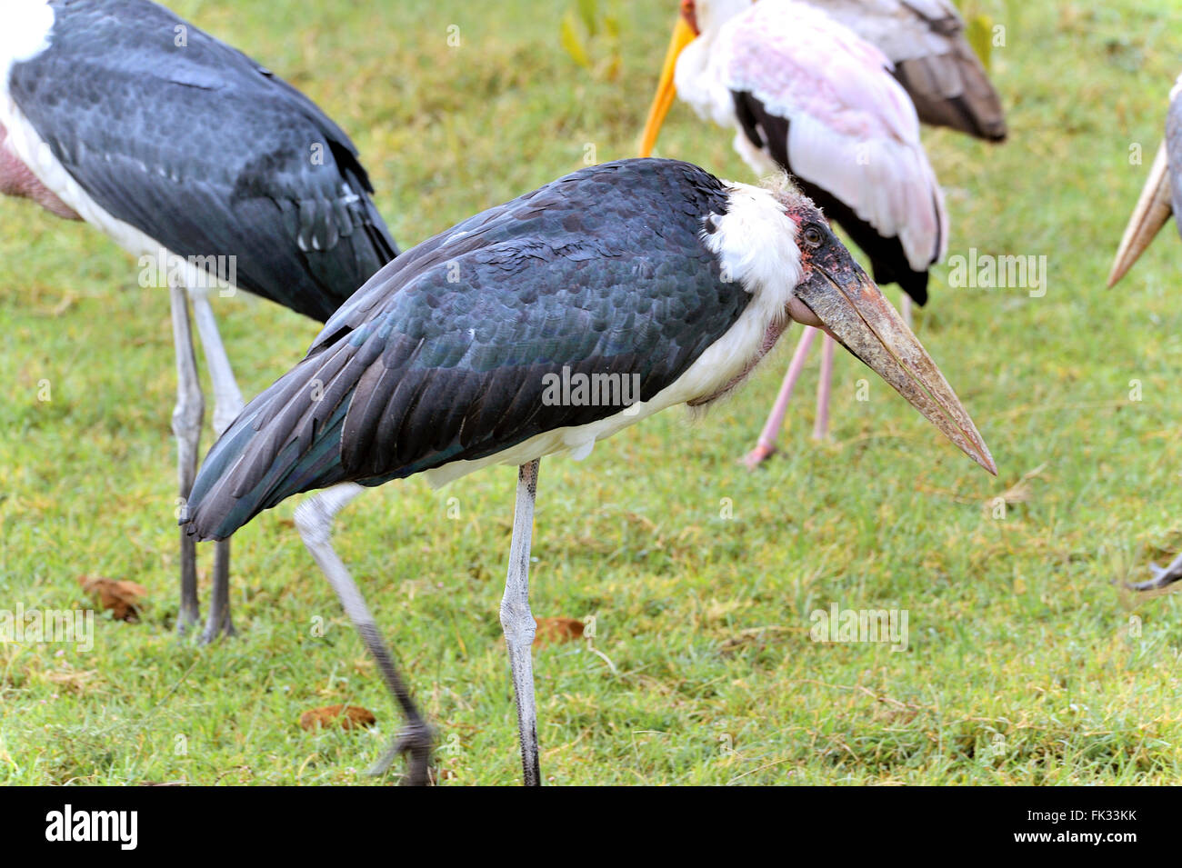 Grey stork hi-res stock photography and images - Alamy
