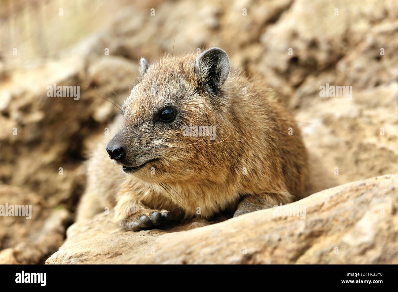 Hyracoidea hi-res stock photography and images - Alamy