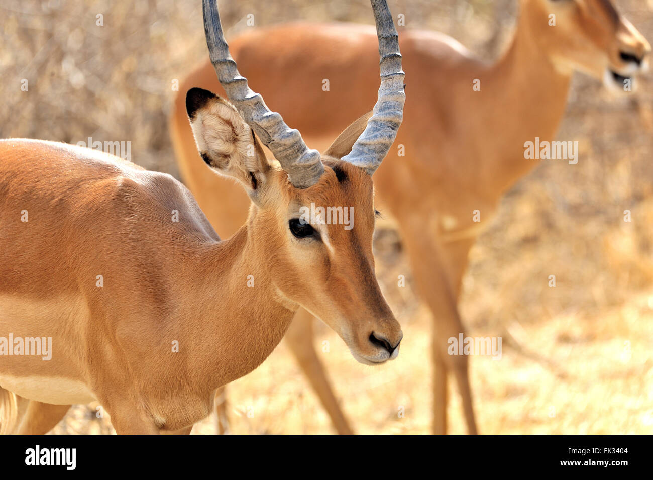 Portrait of an Impala Antelope, Aepyceros melampus Stock Photo - Alamy
