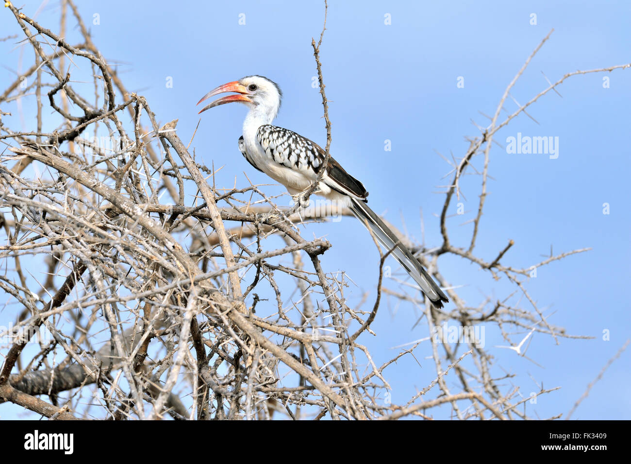 Red-billed Hornbill, Tockus erythrorhynchus Stock Photo - Alamy