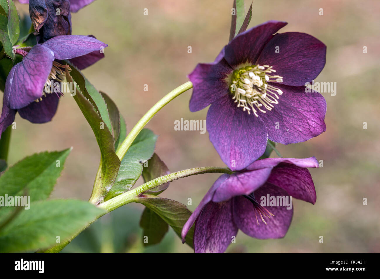 Lenten rose, Purple hellebore Hellebores Christmas rose flowers Stock ...