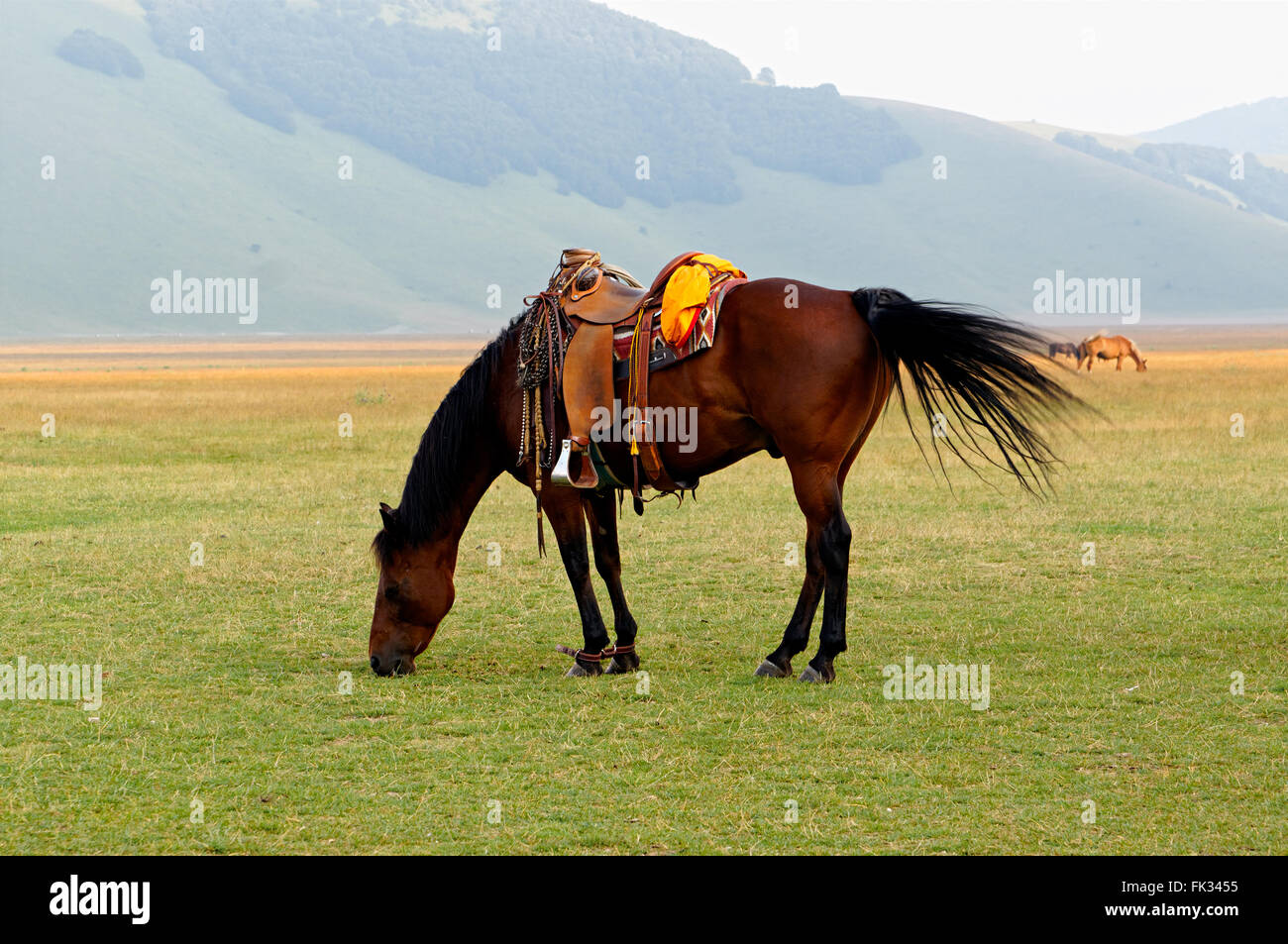 Saddle The Wind High Resolution Stock Photography and Images - Alamy