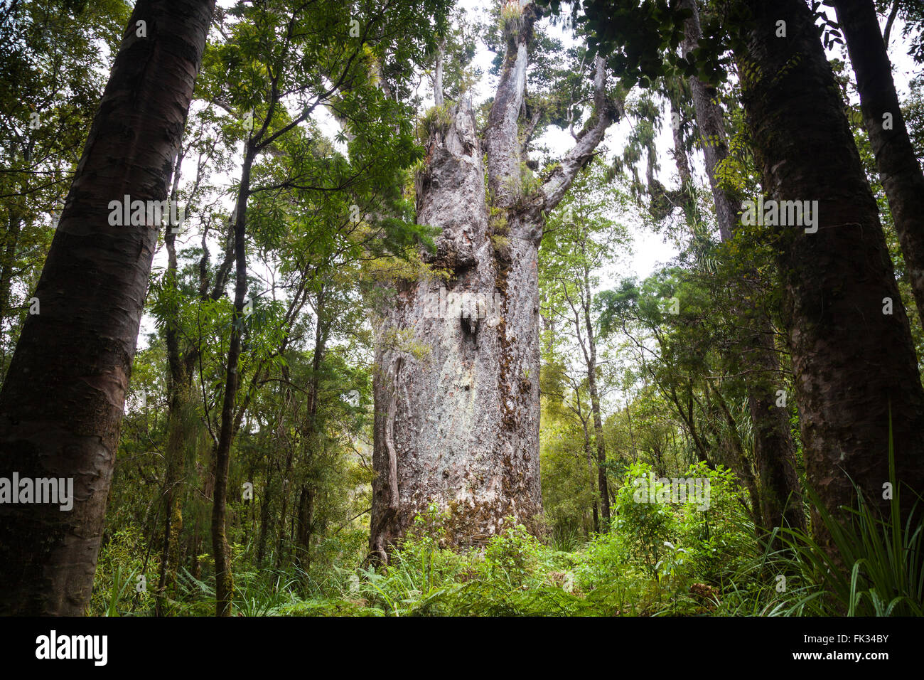 Kauri Wood High Resolution Stock Photography and Images - Alamy