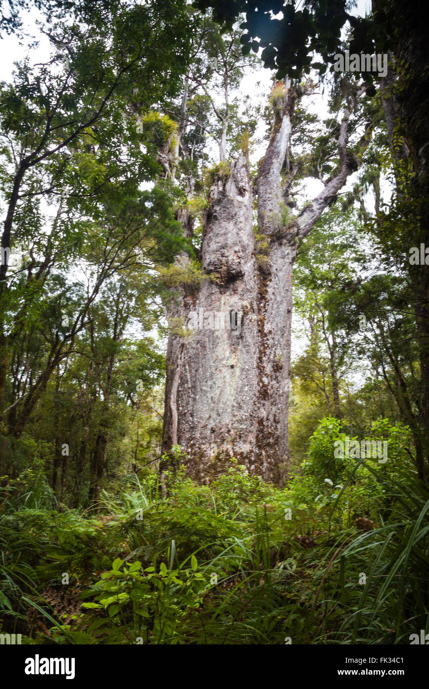 Nz Kauri Timber at Teresa Hutton blog
