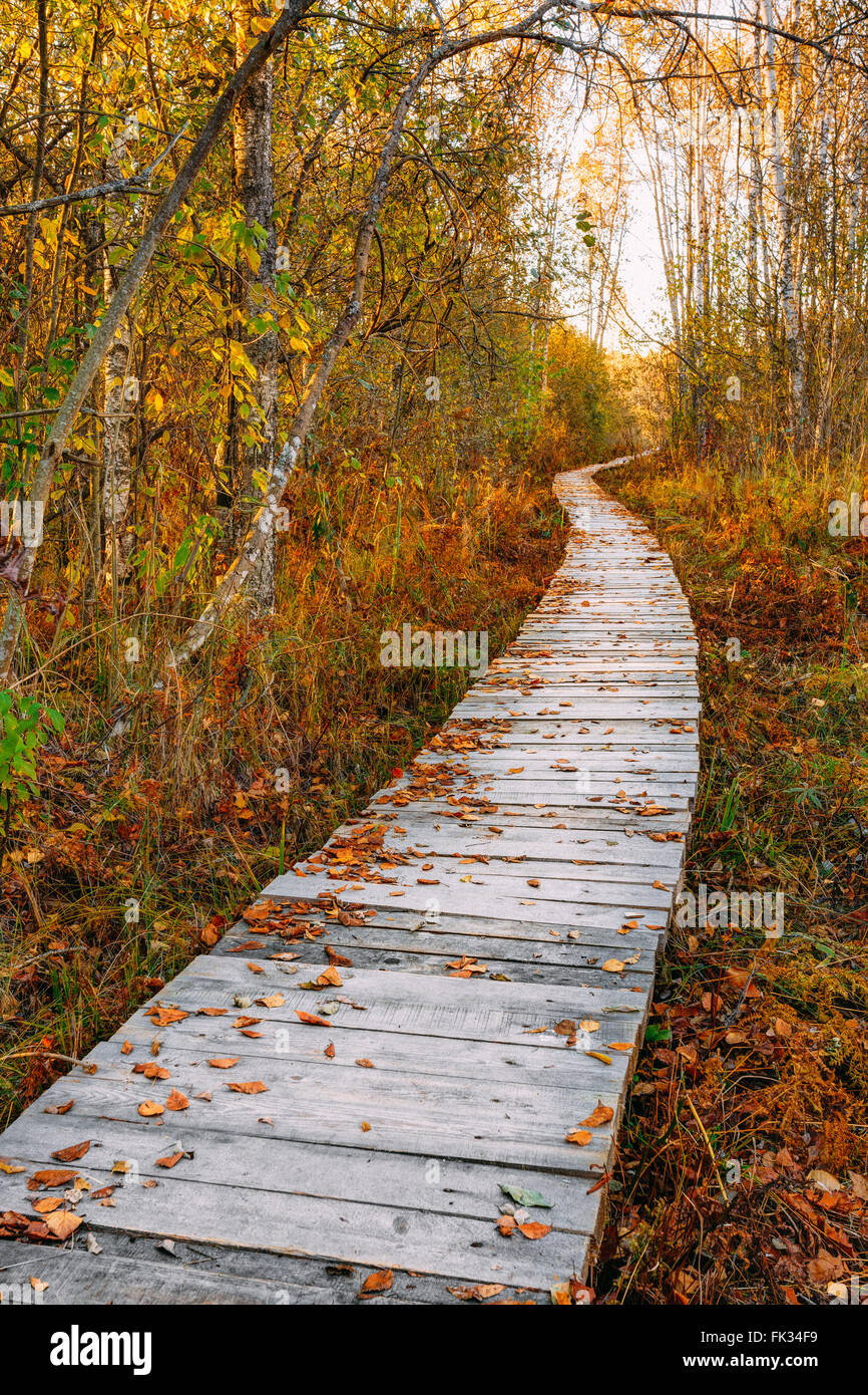 Wooden boarding path way pathway in autumn forest near bog marsh Stock ...