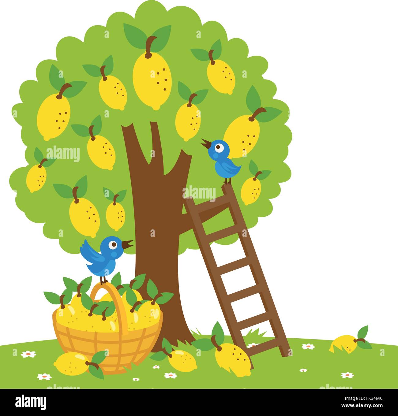 Lemon tree. Lemon citrus fruit picking at the farm. Lemon tree in the orchard garden. Vector ...