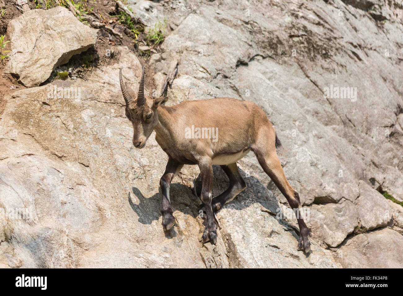 Ibex Italy High Resolution Stock Photography and Images - Alamy