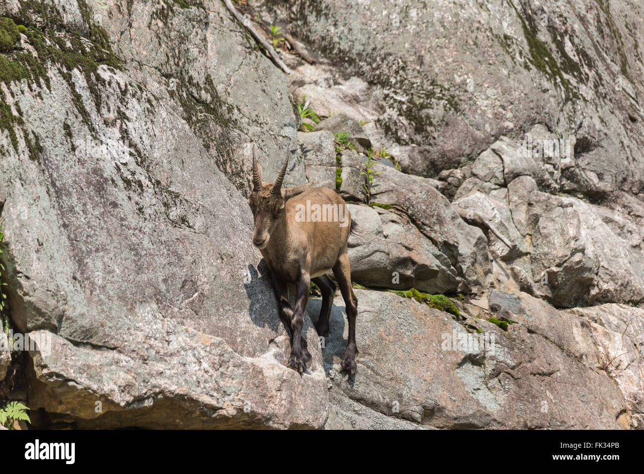 An ibex on a cliff Stock Photo - Alamy