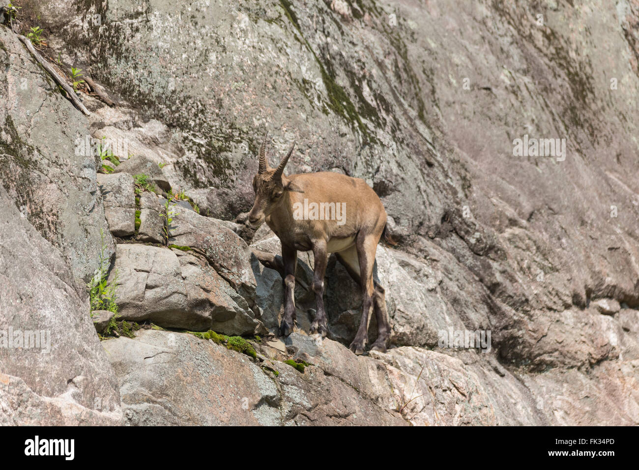 An ibex on a cliff Stock Photo - Alamy
