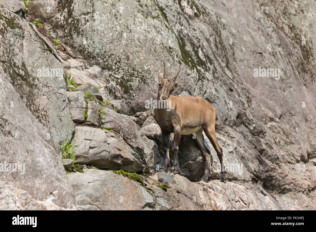 An ibex on a cliff Stock Photo - Alamy
