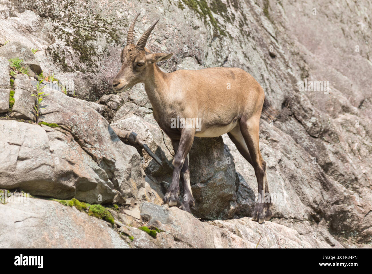 An ibex on a cliff Stock Photo - Alamy