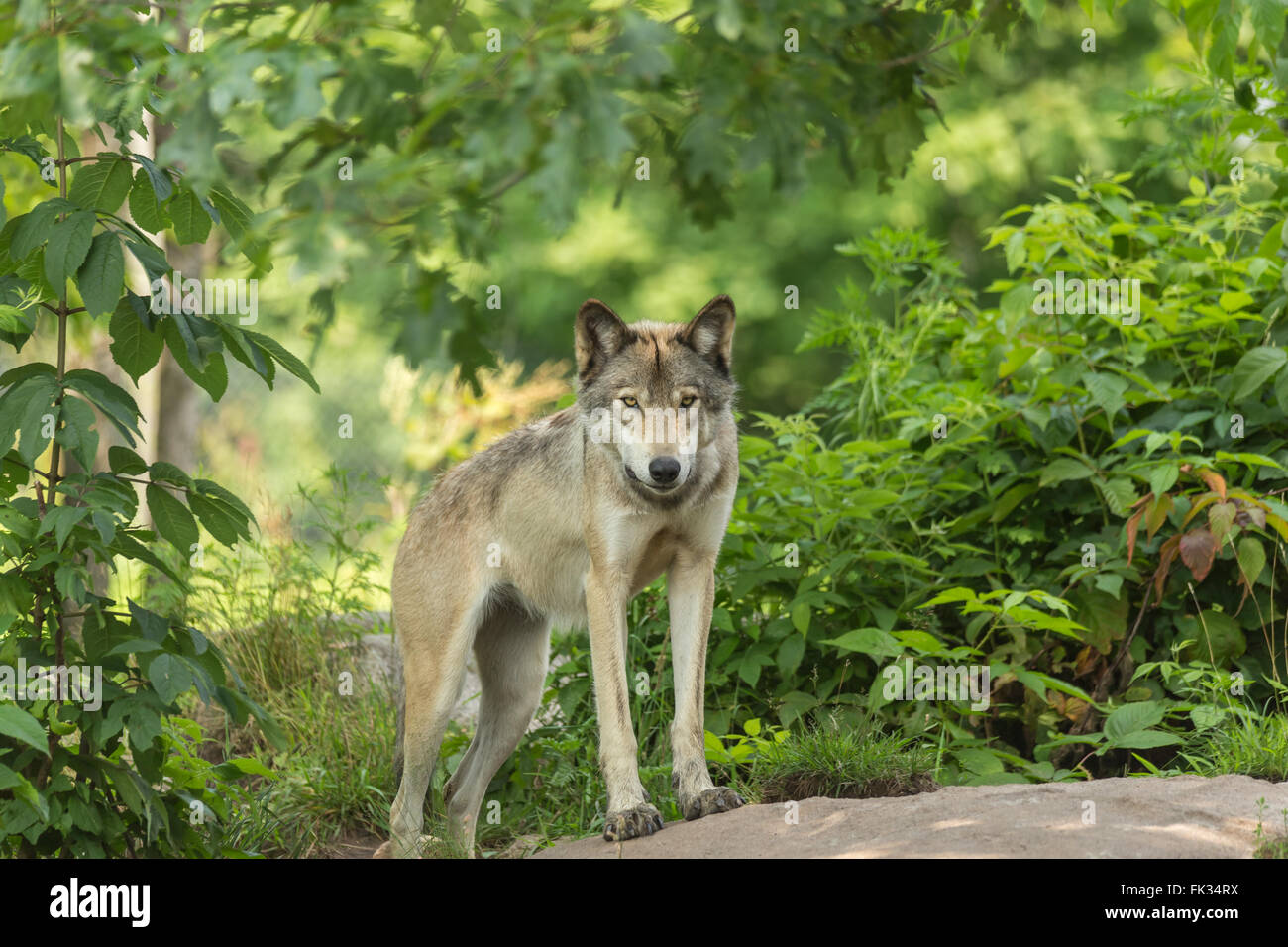 A lone Timber wolf in summer Stock Photo - Alamy