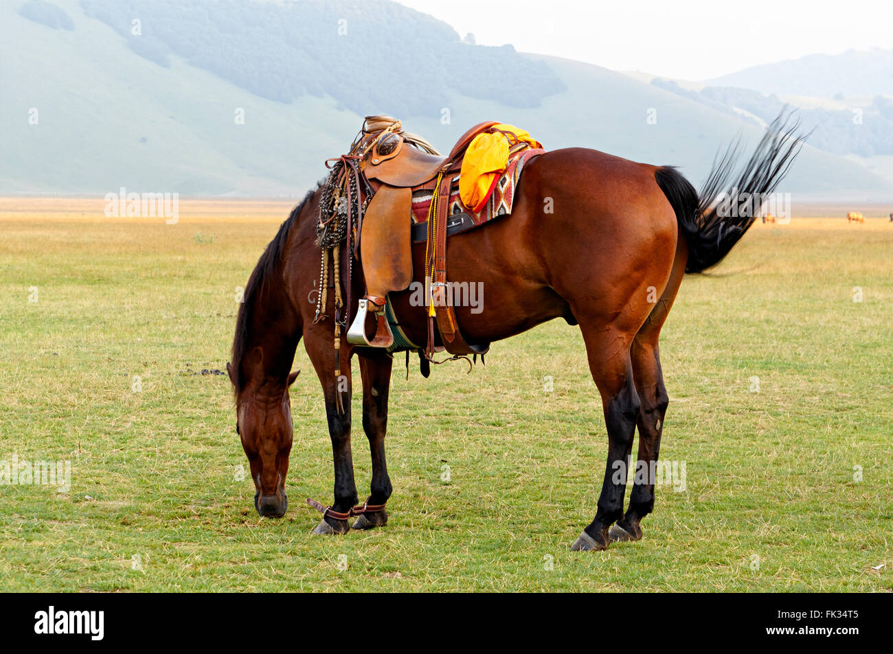 Saddle The Wind High Resolution Stock Photography and Images - Alamy