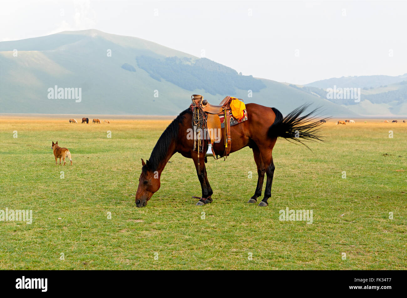 Saddle The Wind High Resolution Stock Photography and Images - Alamy