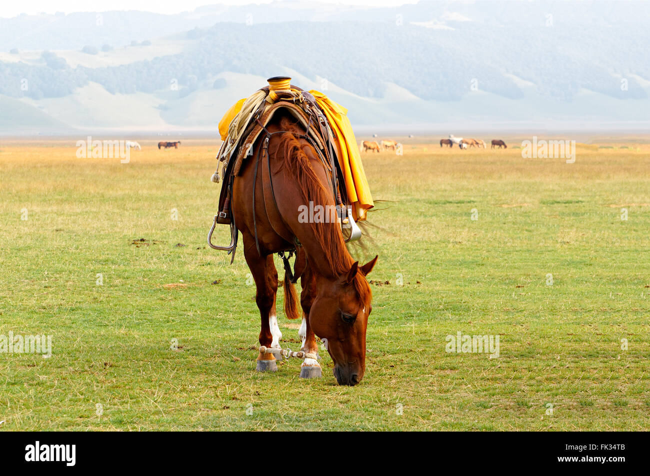 Brown saddled horse grazing in field Stock Photo - Alamy