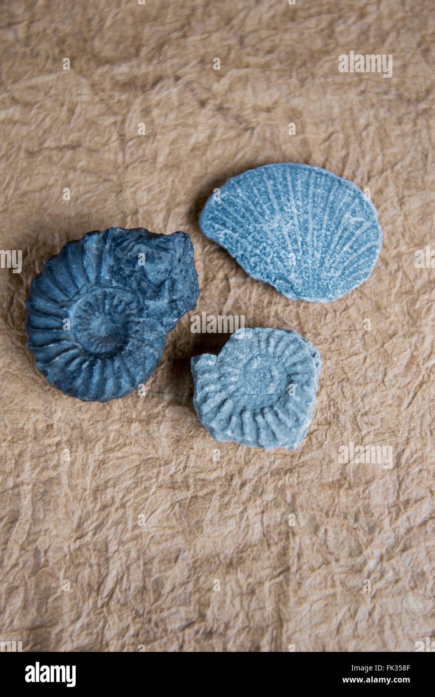 Still life of three fossils Stock Photo - Alamy