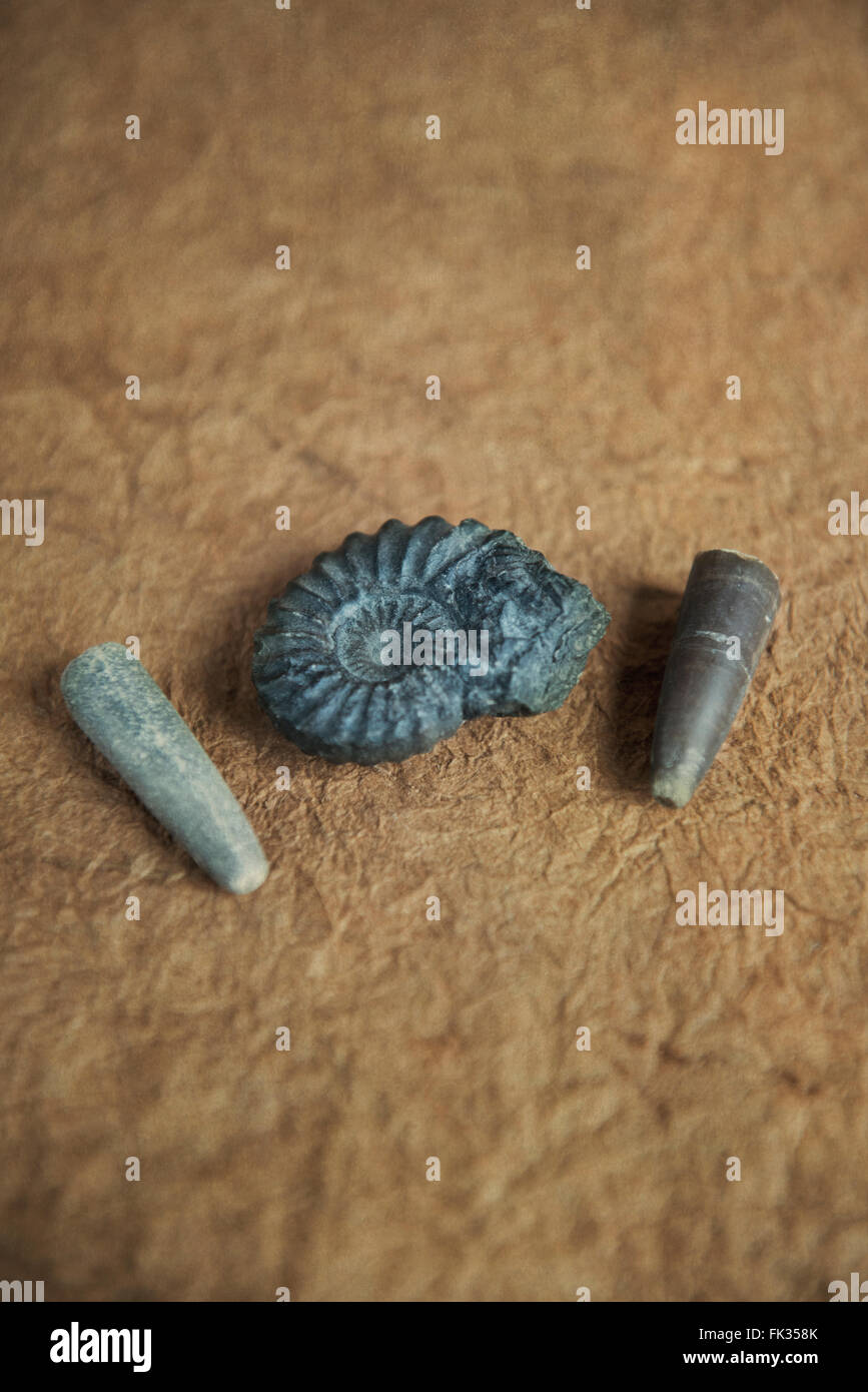 World of fossils hi-res stock photography and images - Alamy