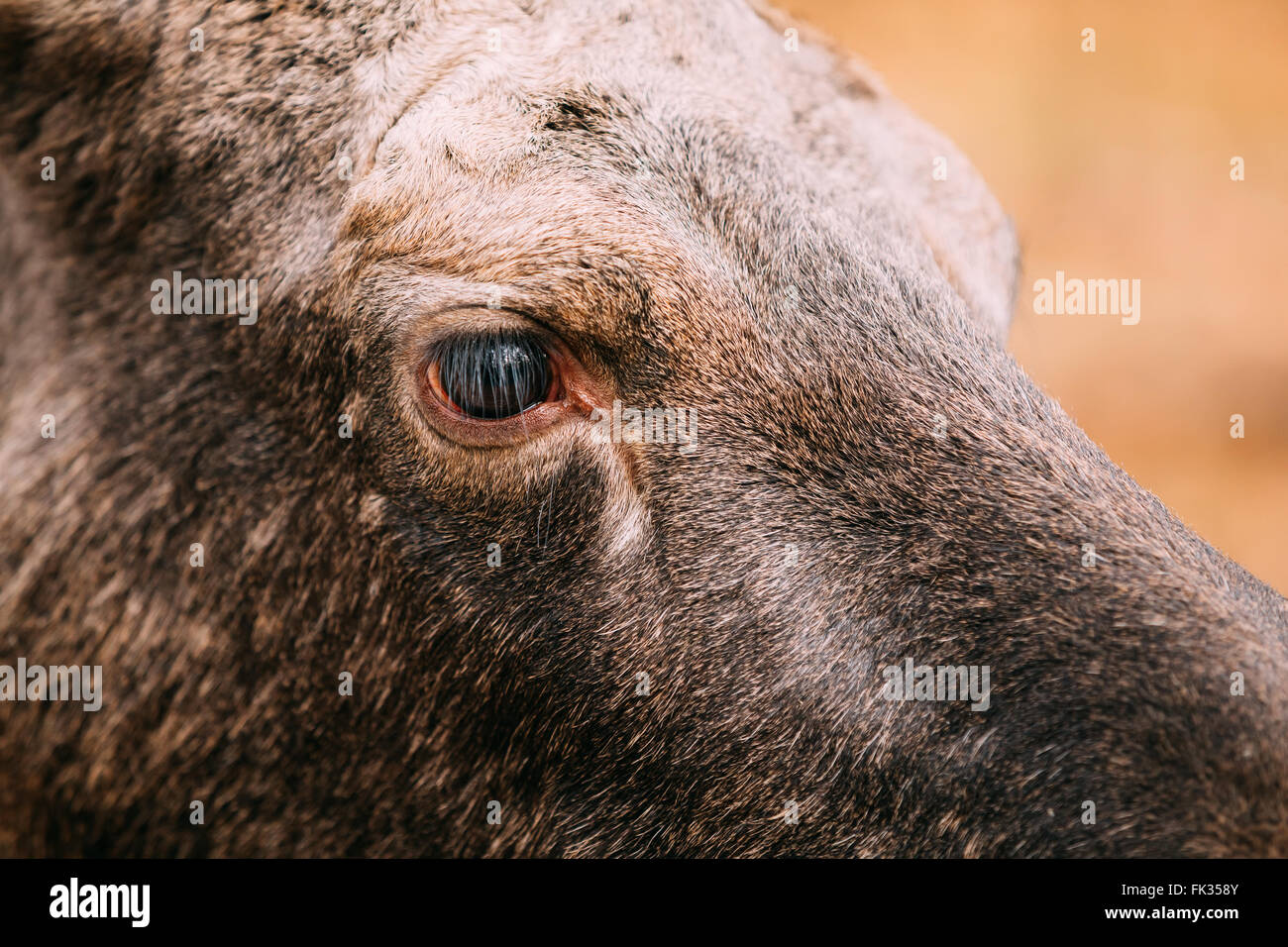 Close up of eye of wild female moose, elk Stock Photo - Alamy