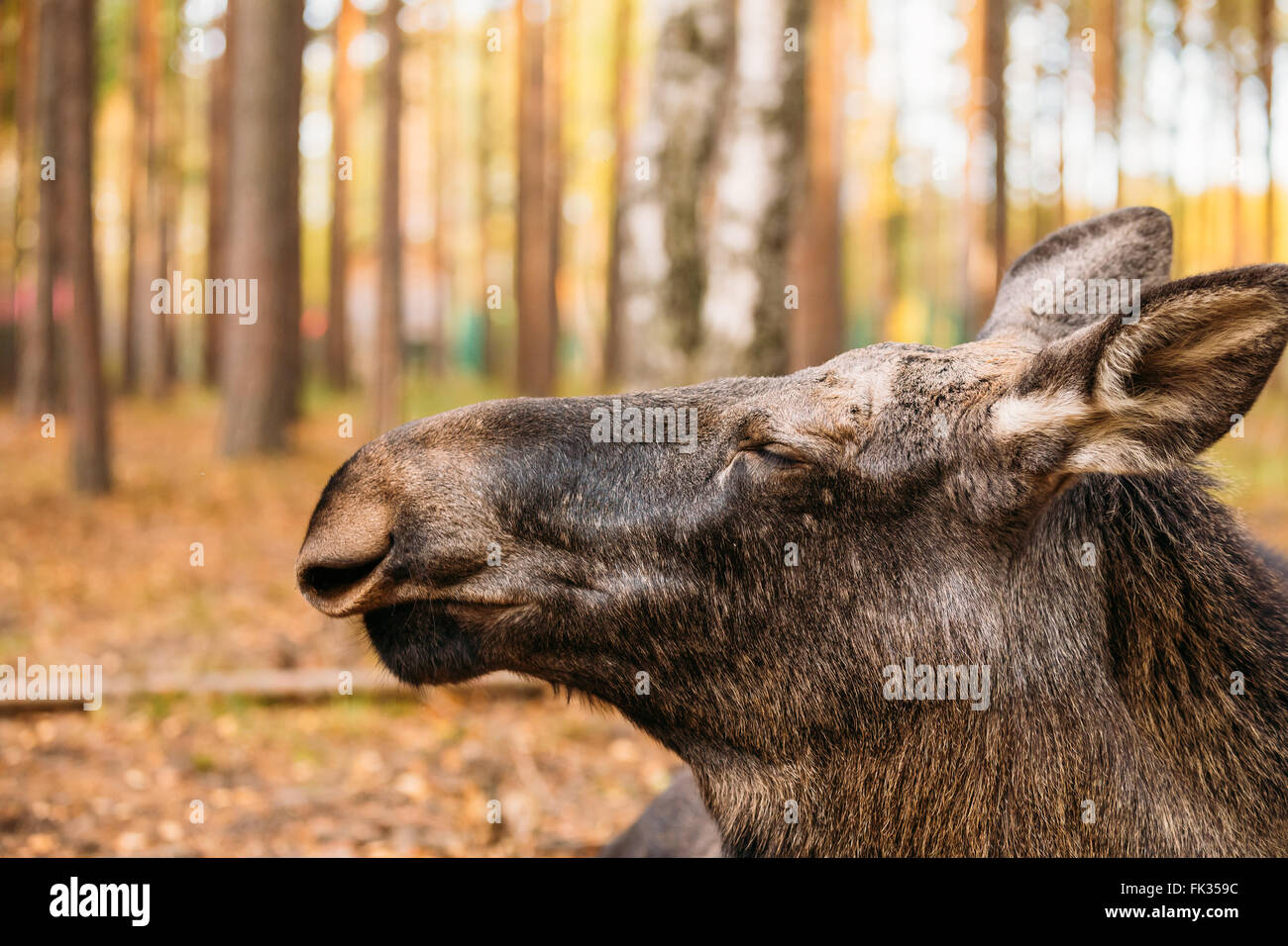 Female moose hi-res stock photography and images - Alamy