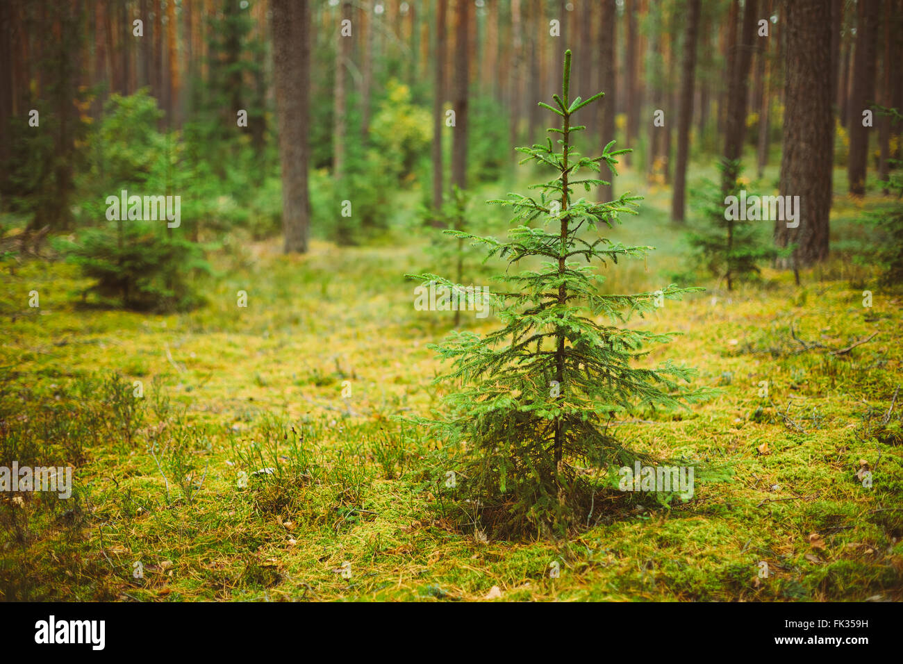 Spruce fir hi-res stock photography and images - Alamy