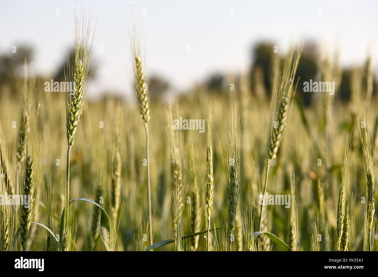 Field of spring wheat sunrise hi-res stock photography and images - Alamy