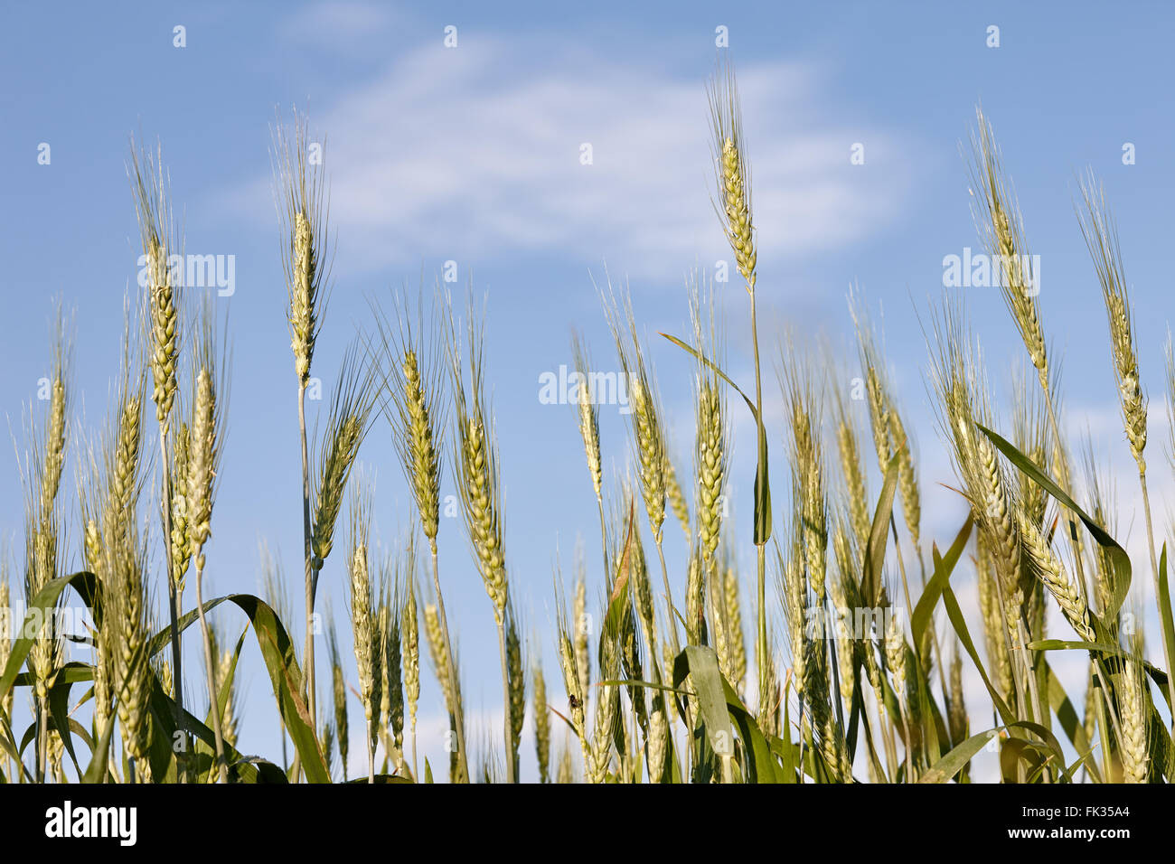 Green wheat field Stock Photo - Alamy