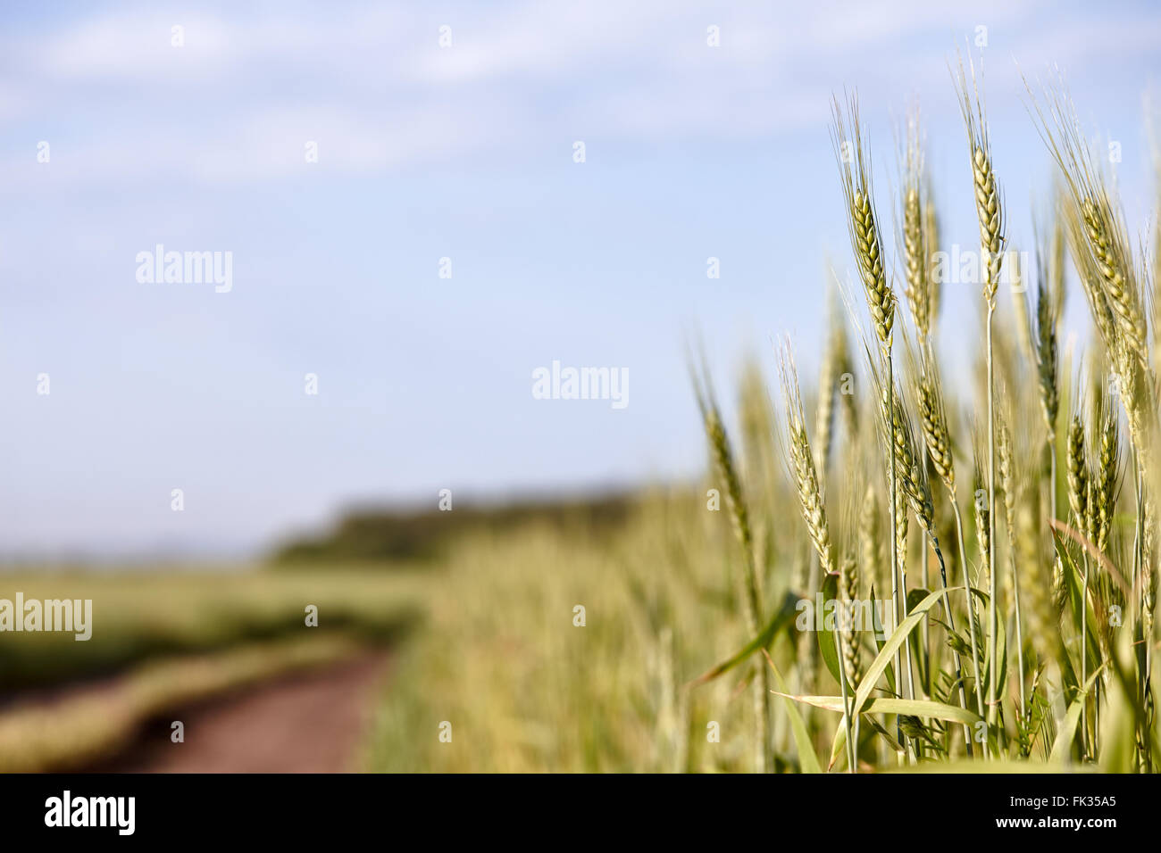 Green wheat field Stock Photo - Alamy