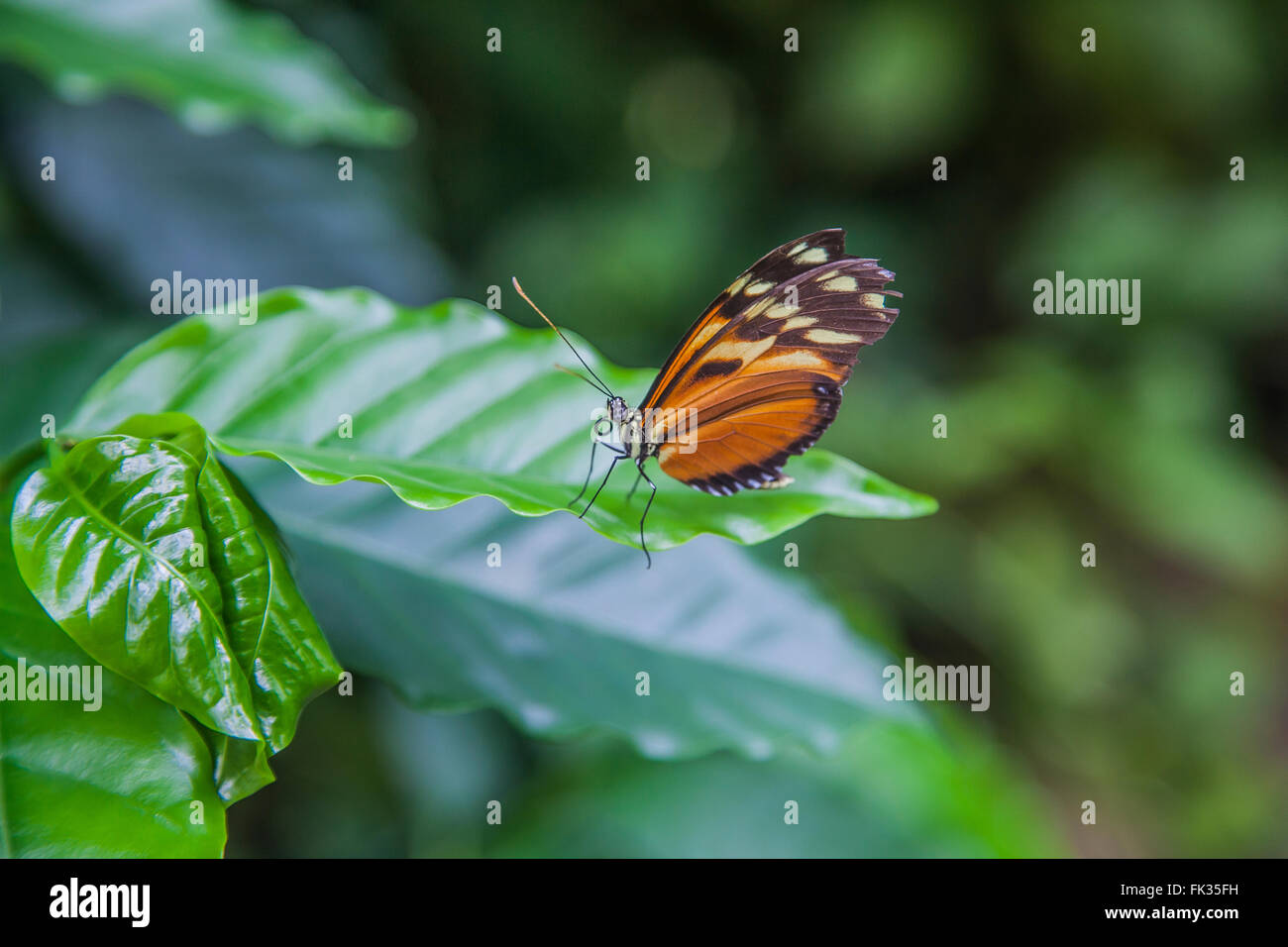 Butterfly insect wildlife insects hi-res stock photography and images ...