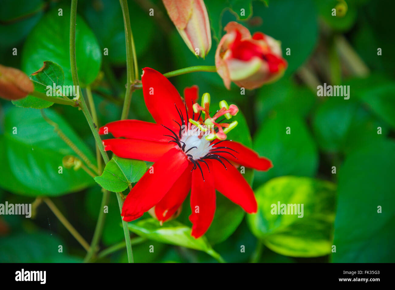 Native plant new zealand hi-res stock photography and images - Alamy