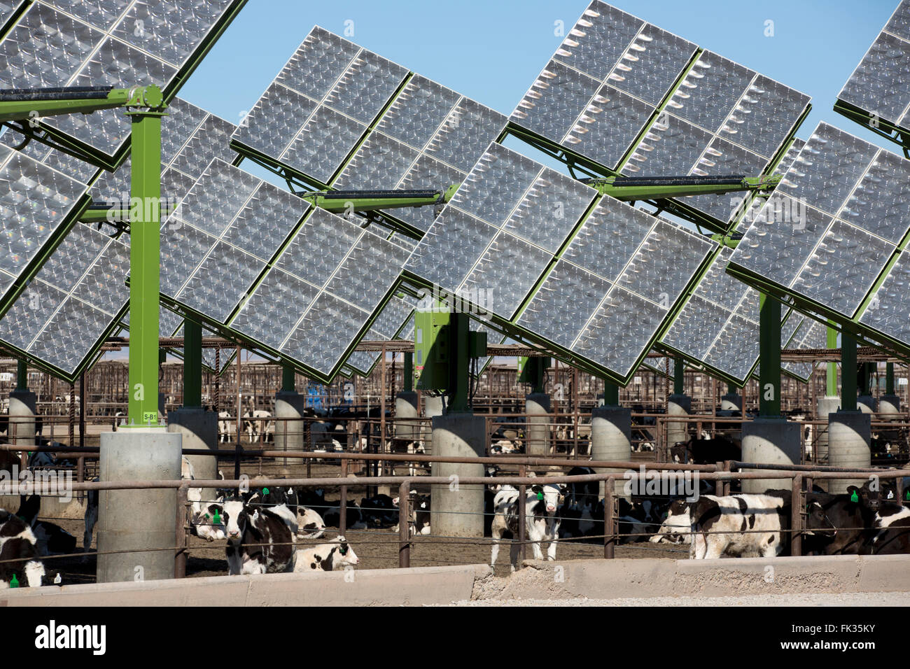 Solar panel array over a feedlot, Imperial Valley, California, USA ...