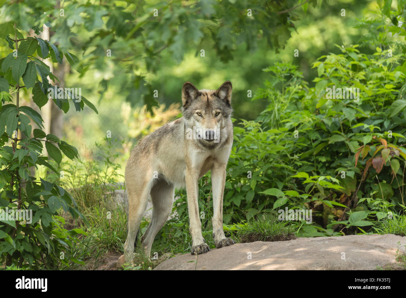 Mammal wolf timber hi-res stock photography and images - Alamy