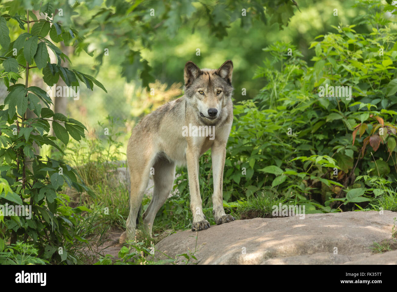 Mammal wolf timber hi-res stock photography and images - Alamy