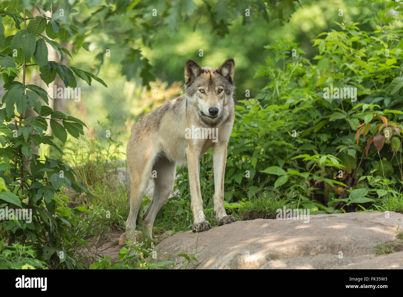 A lone Timber wolf in summer Stock Photo - Alamy