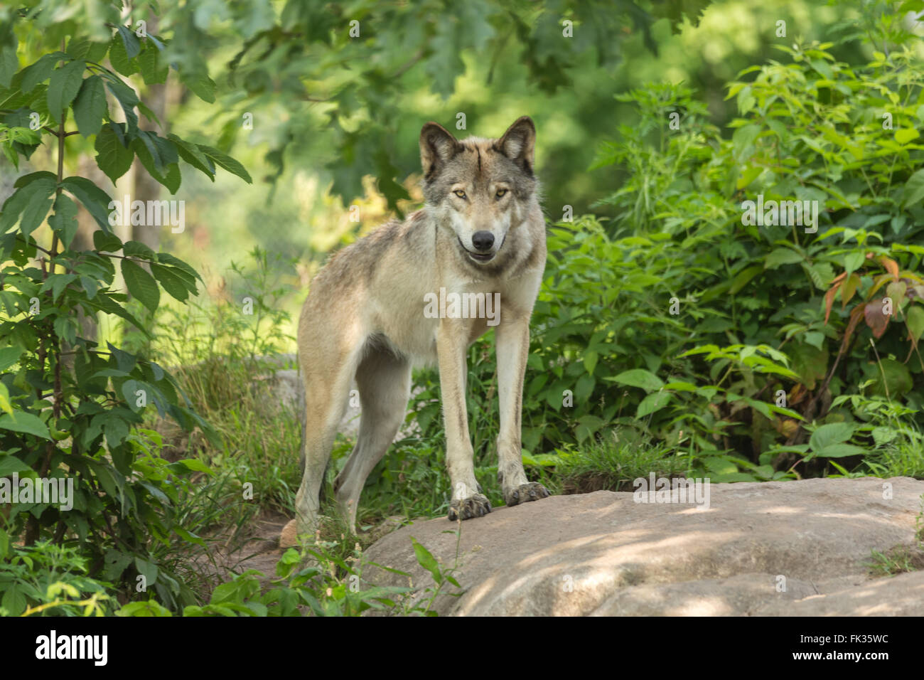 A lone Timber wolf in summer Stock Photo - Alamy