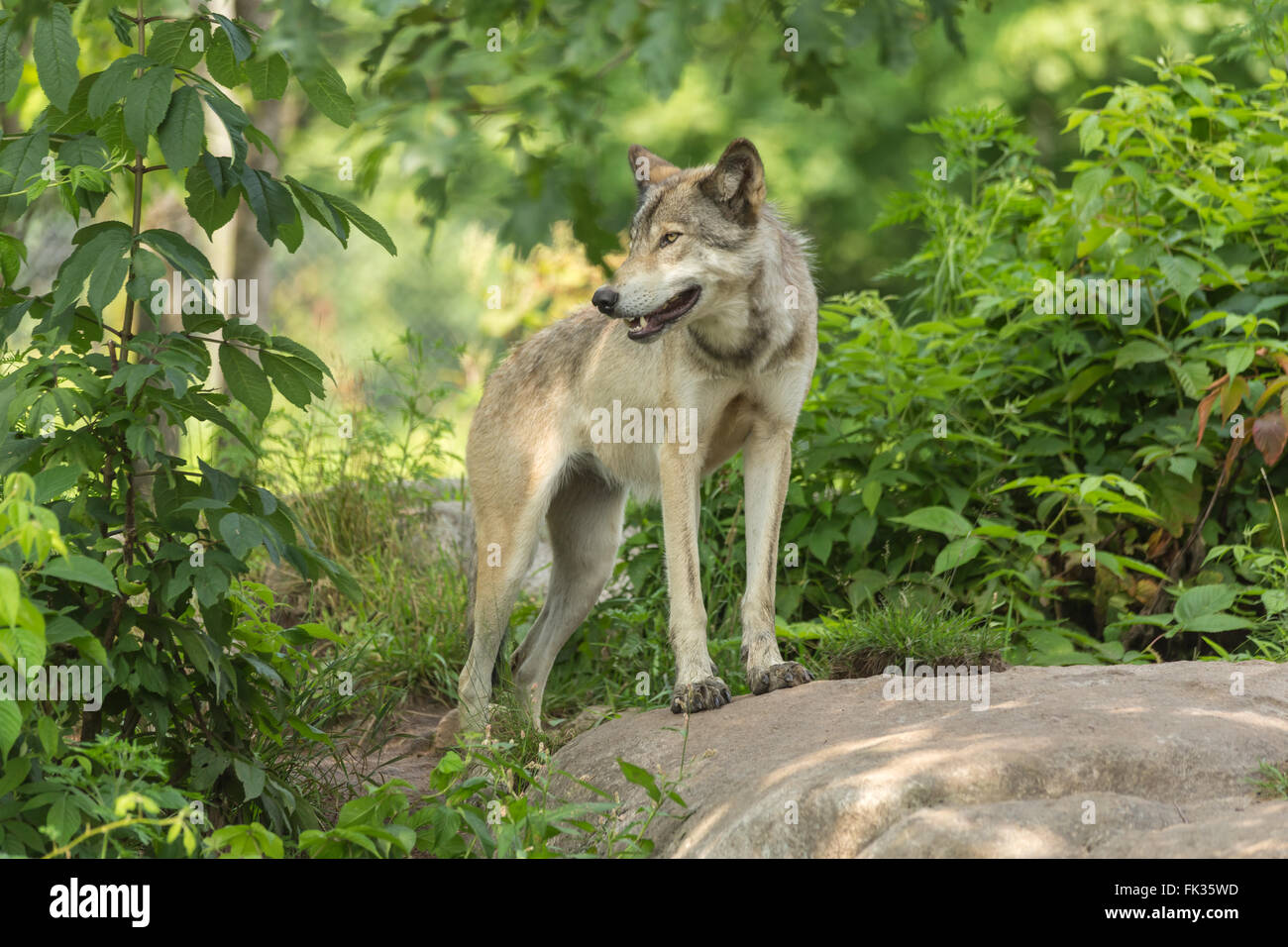 A lone Timber wolf in summer Stock Photo - Alamy
