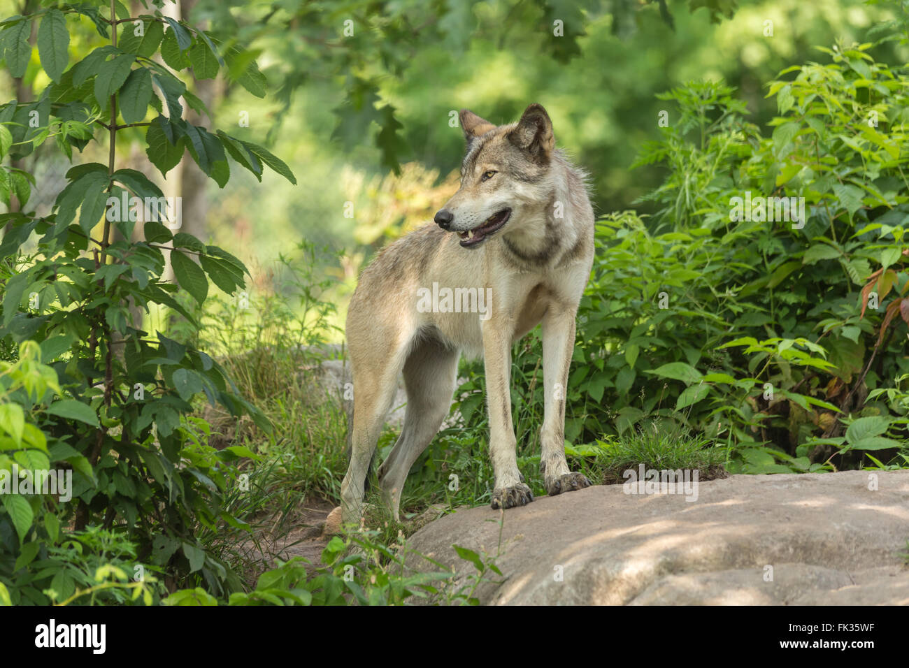 Wolf in summer hi-res stock photography and images - Alamy