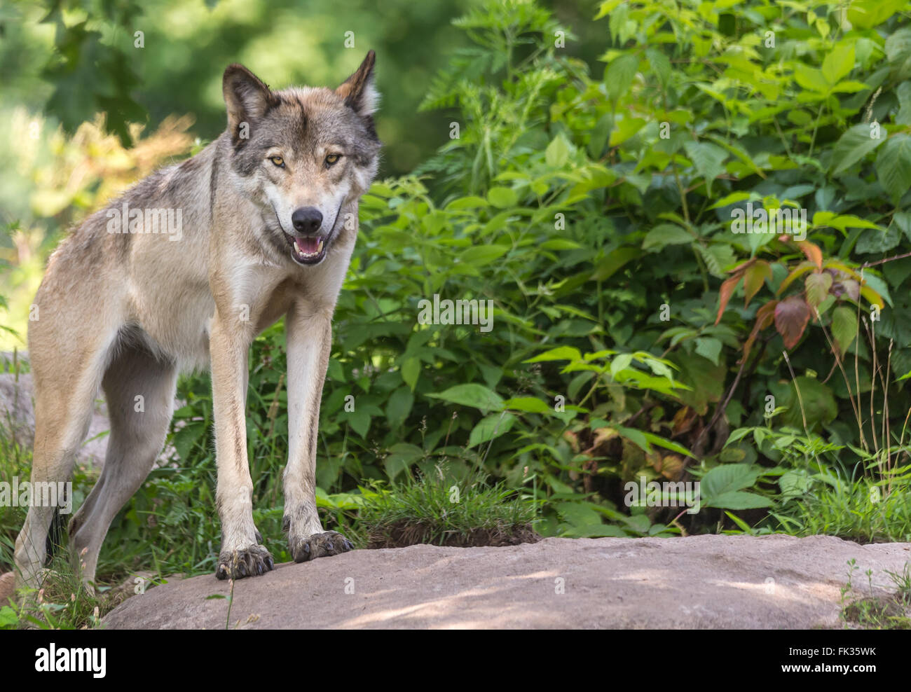 A lone Timber wolf in summer Stock Photo - Alamy