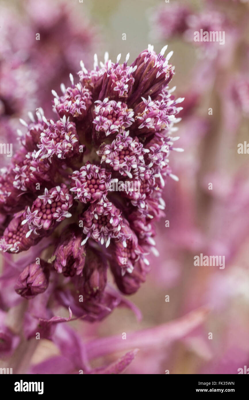 Petasites hybridus hi-res stock photography and images - Alamy