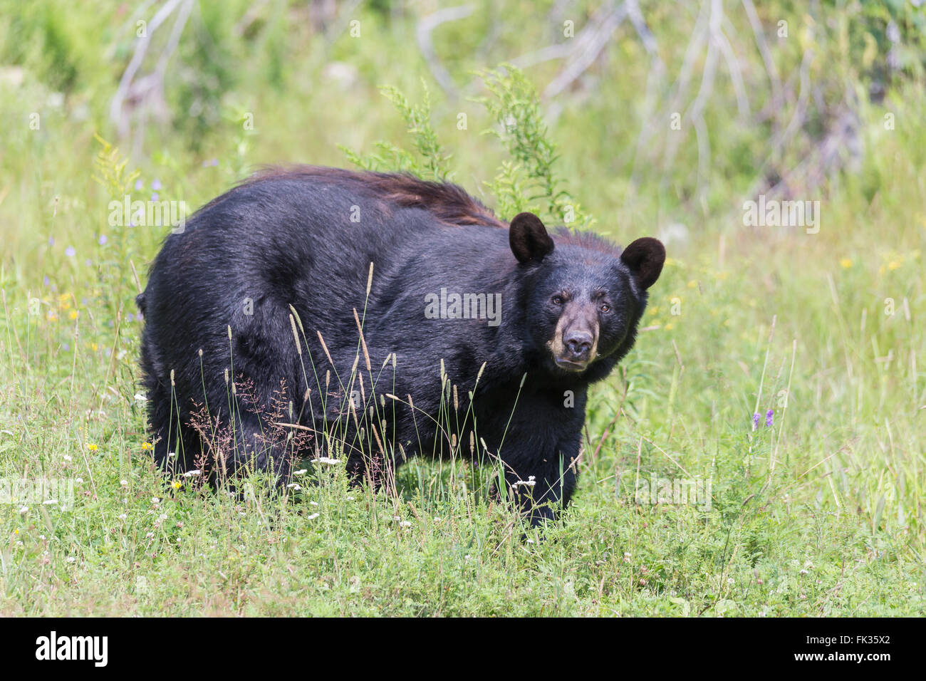 Vicious bear hi-res stock photography and images - Alamy