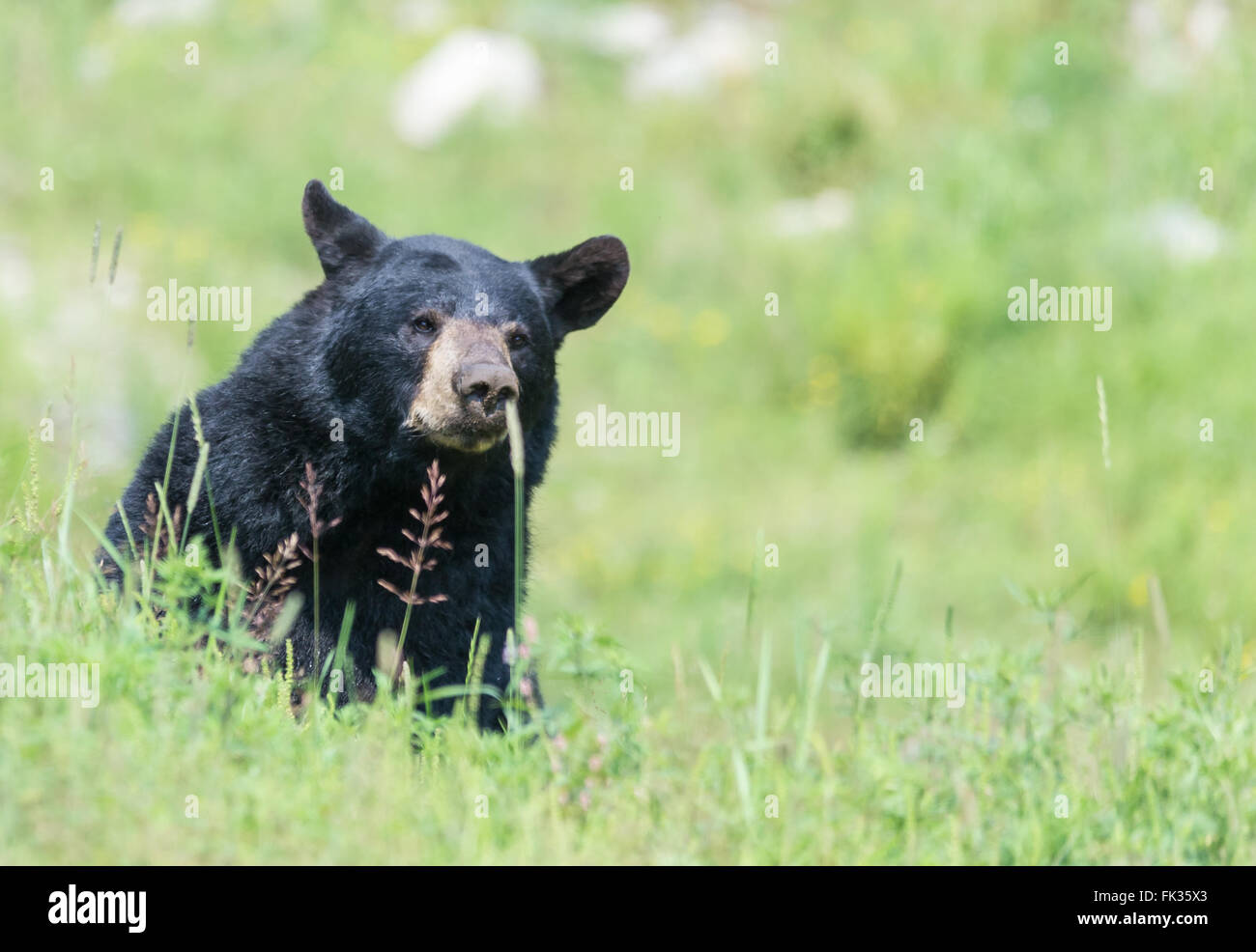 Vicious bear hi-res stock photography and images - Alamy