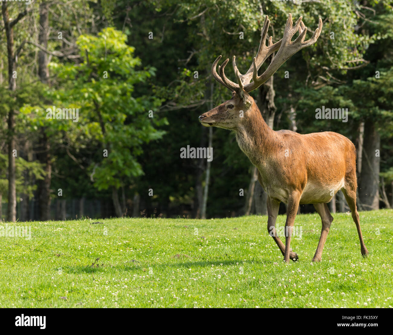 Deer in nature hi-res stock photography and images - Alamy