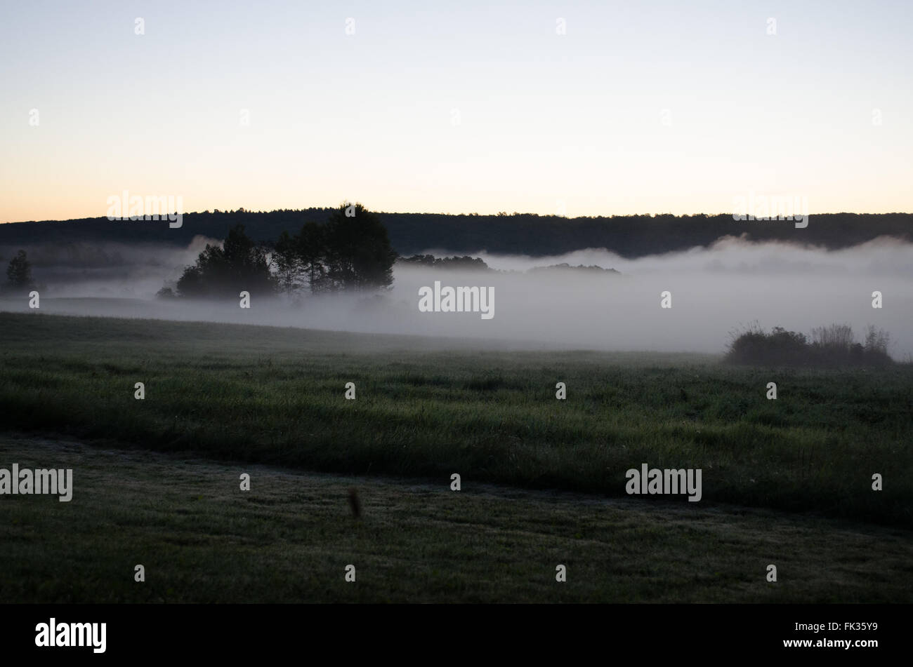 Misty farm field with trees poking out of thick ground fog Stock Photo ...